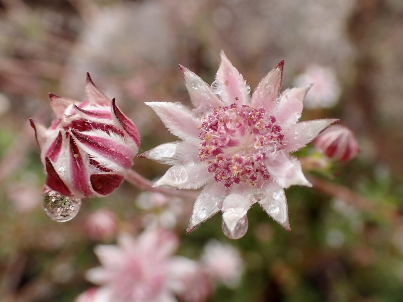 Actinotus forsythii – up close with the pink flannel flower ...
