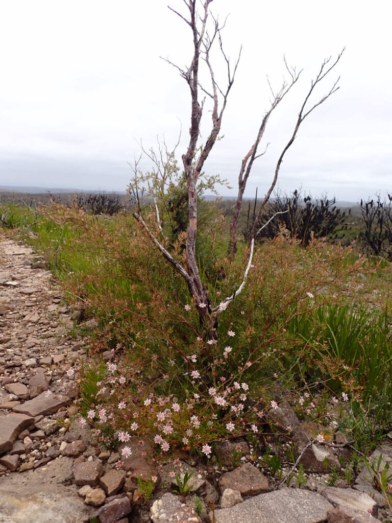 Actinotus forsythii-Lisa Godden-IMG-2844 | Australian Plants Society