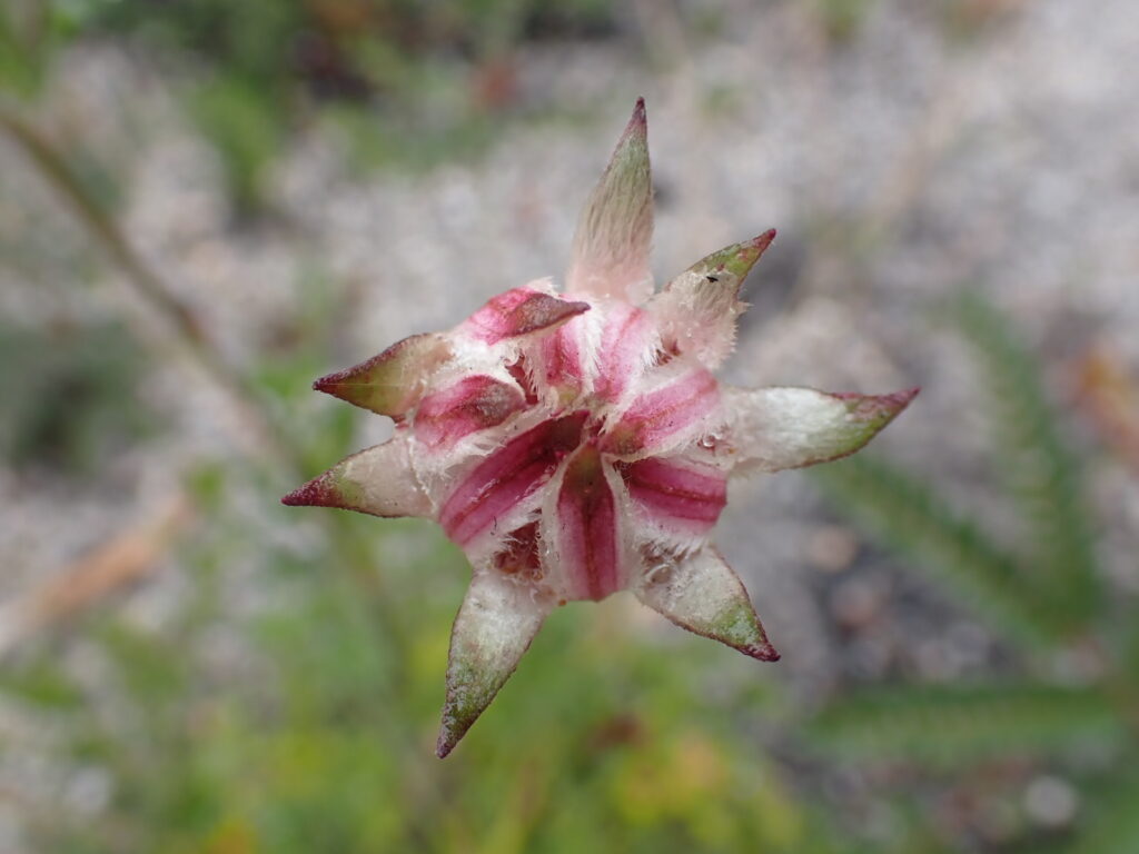 Actinotus forsythii – up close with the pink flannel flower ...