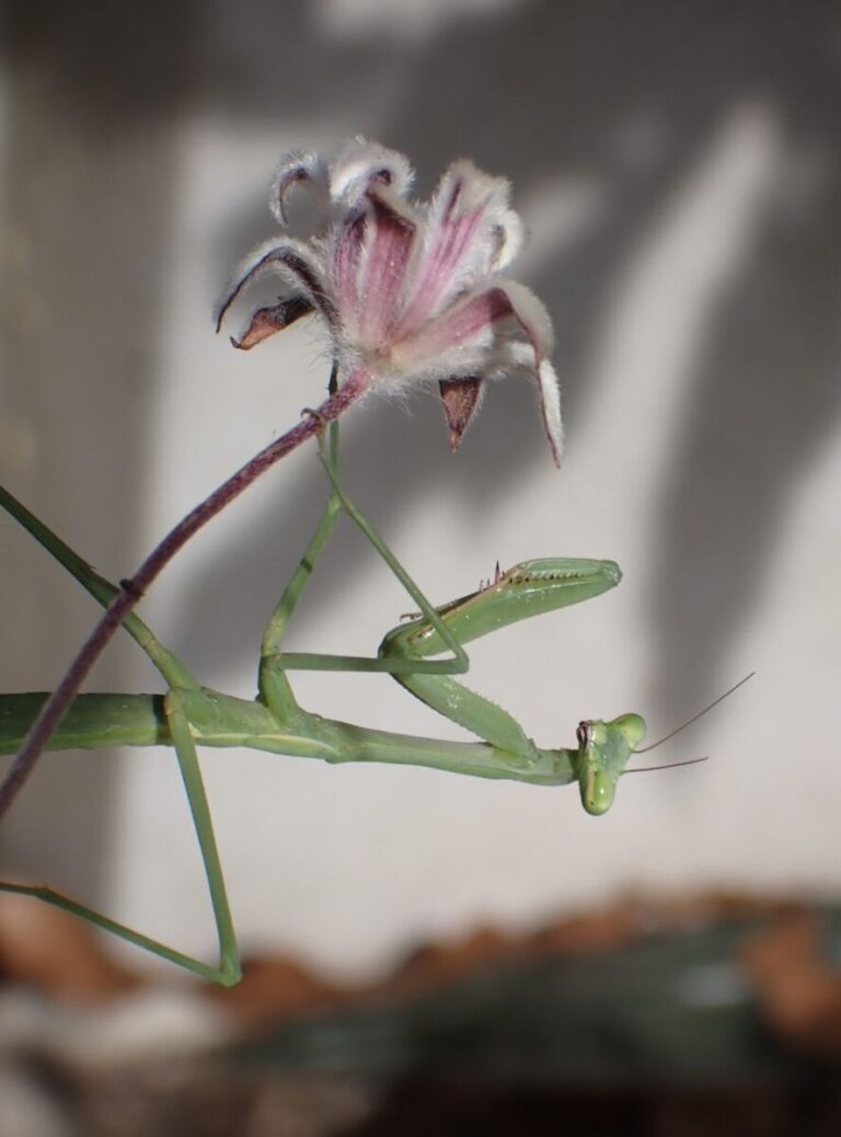 Actinotus forsythii – up close with the pink flannel flower ...