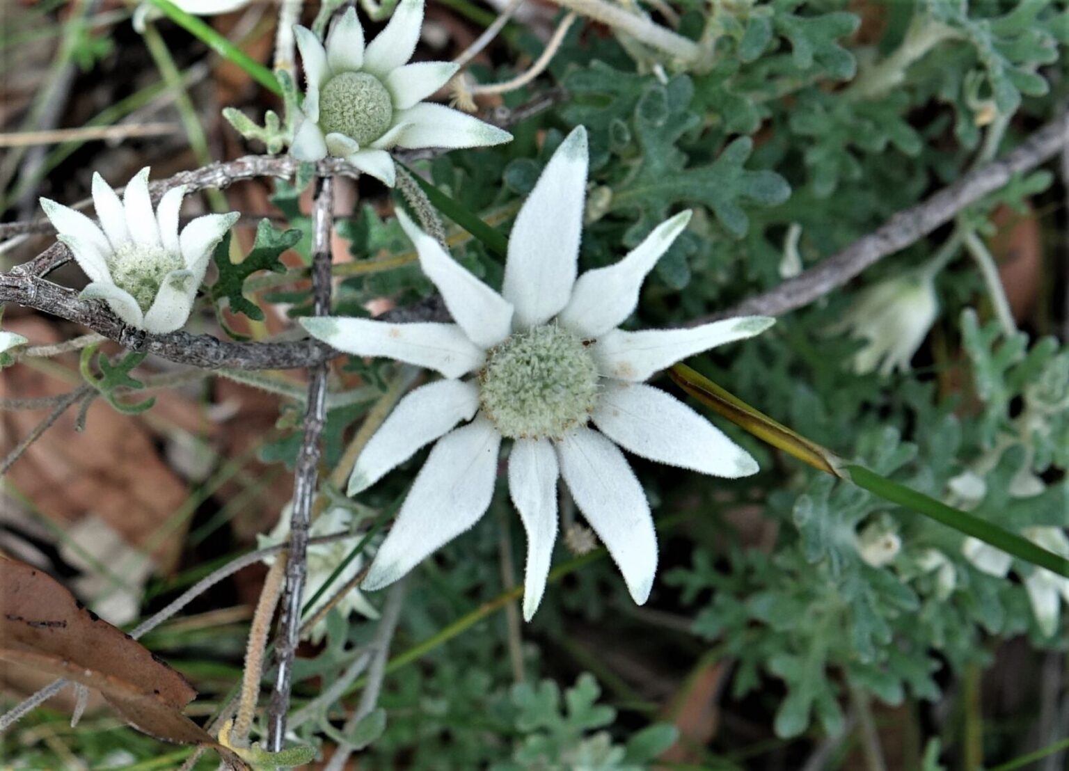 Actinotus helianthi | Australian Plants Society