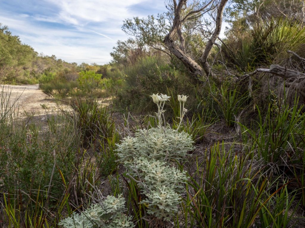 Actinotus helianthi | Australian Plants Society