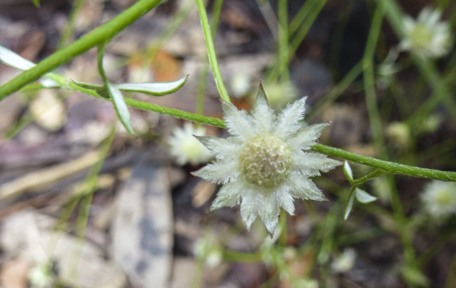 Groundcovers and other groundlayer plants | Australian Plants Society