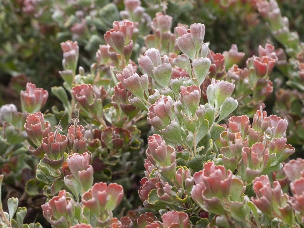 Visit to Melton Botanic Garden in January | Australian Plants Society