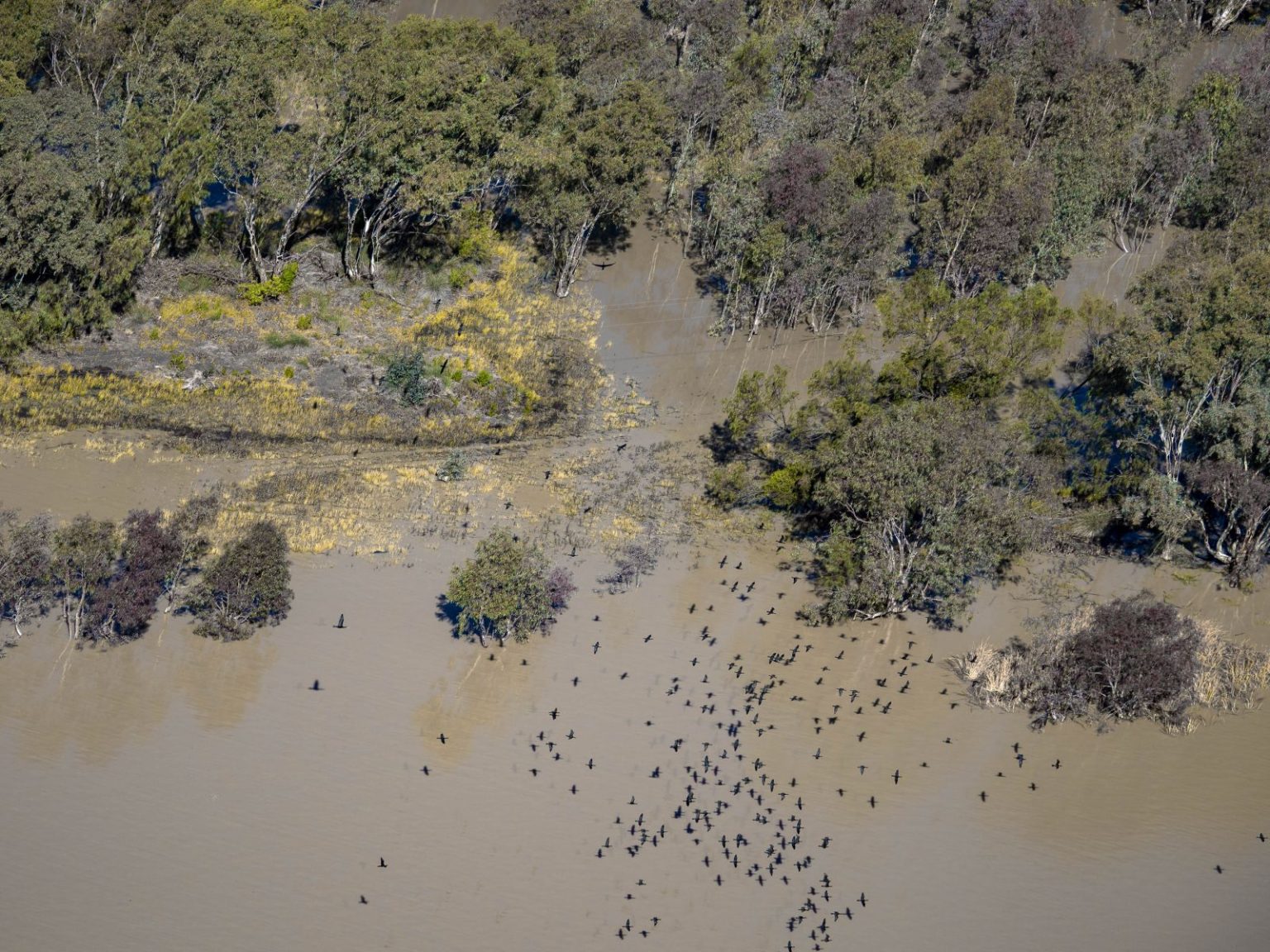 Exploring ephemeral arid plants of NSW | Australian Plants Society