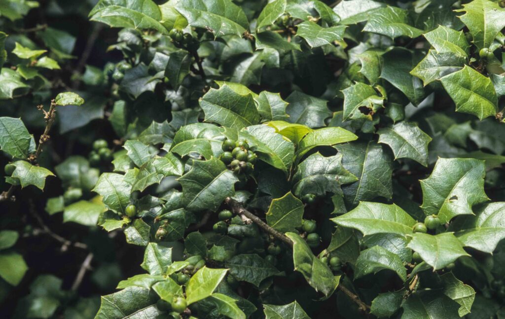 Alchornea ilicifolia | Australian Plants Society