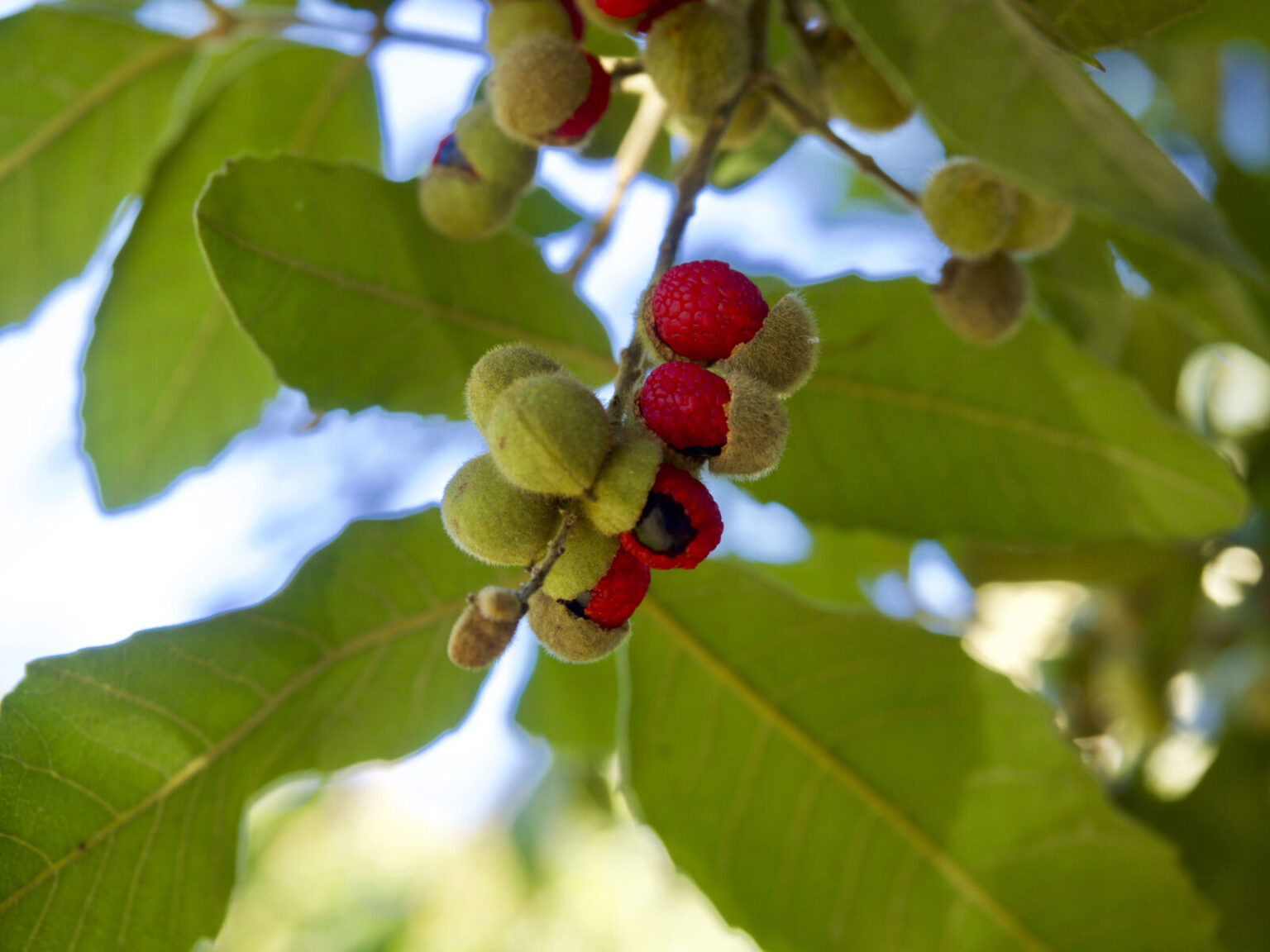 Alectryon | Australian Plants Society
