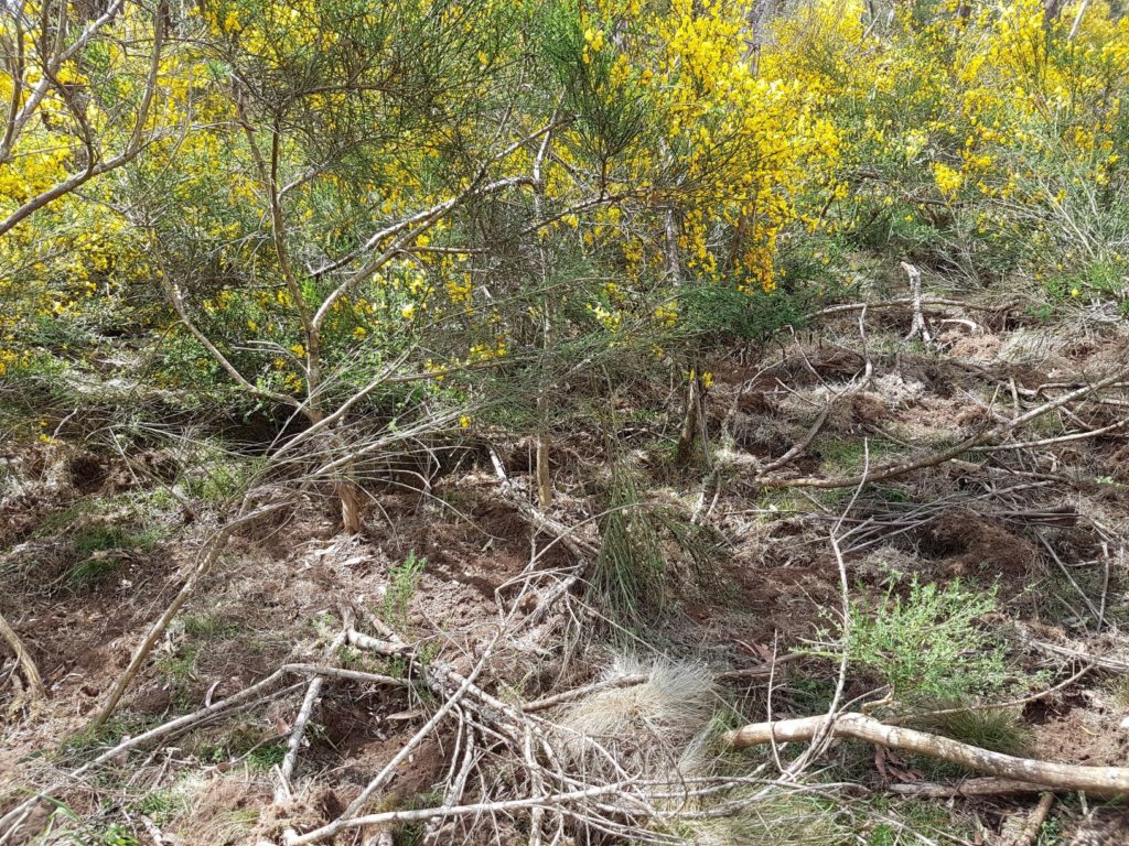 Broom, dead and alive | Australian Plants Society
