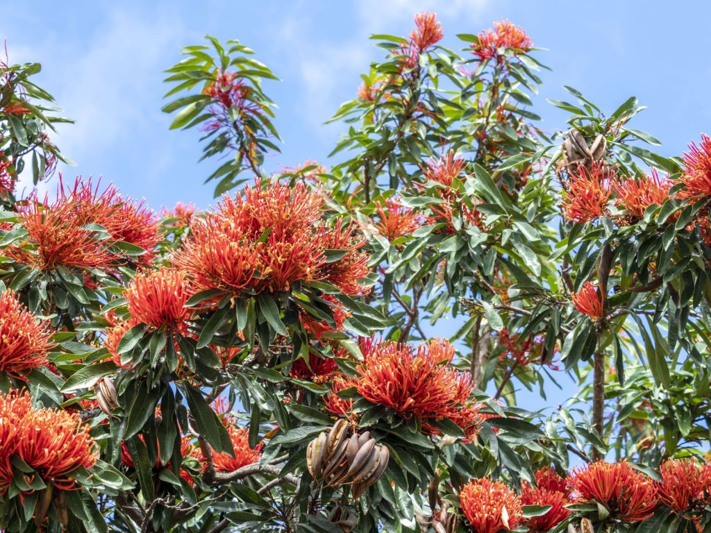 Alloxylon flammeum | Australian Plants Society