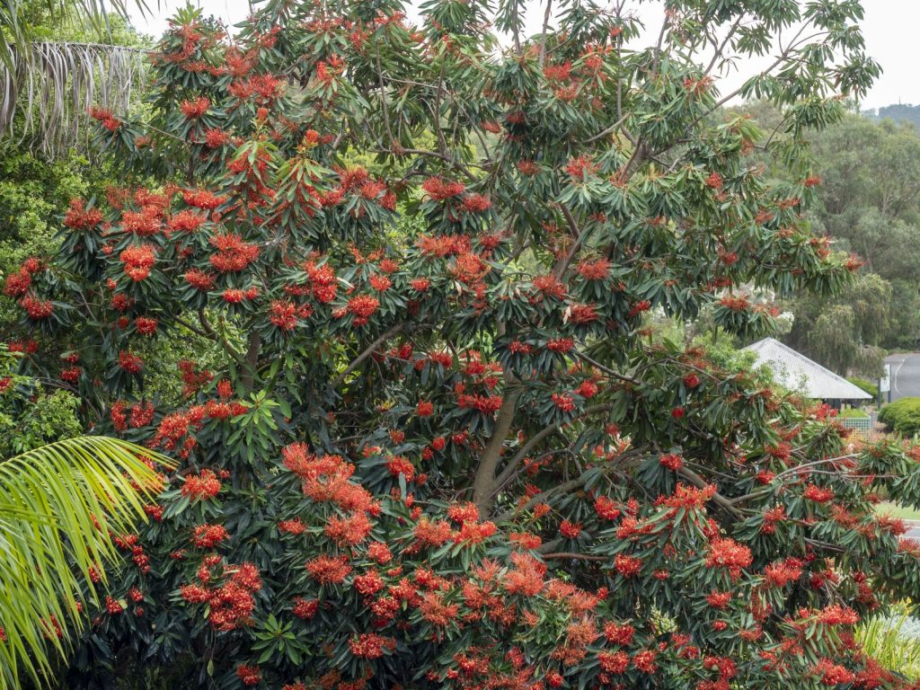 Alloxylon flammeum | Australian Plants Society