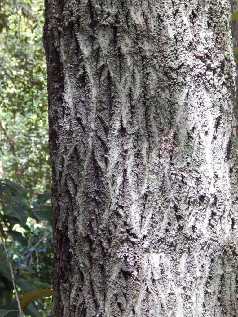 Trees of Cumberland State Forest | Australian Plants Society