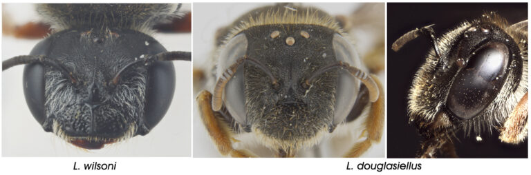 A tale of two sites | Australian Plants Society