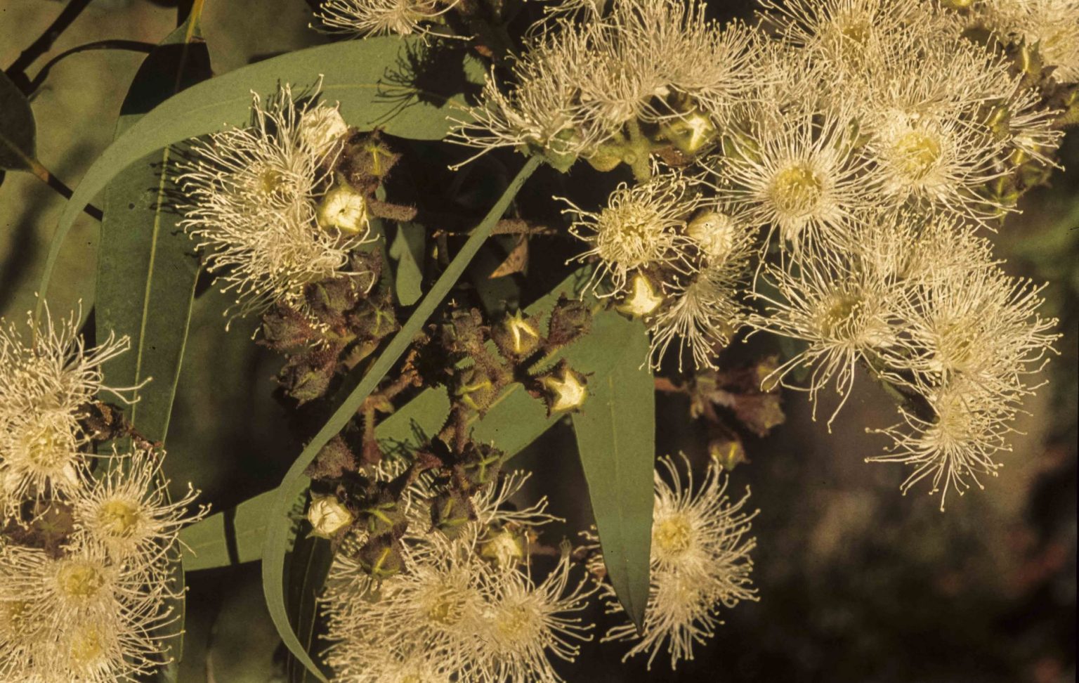Angophora costata | Australian Plants Society