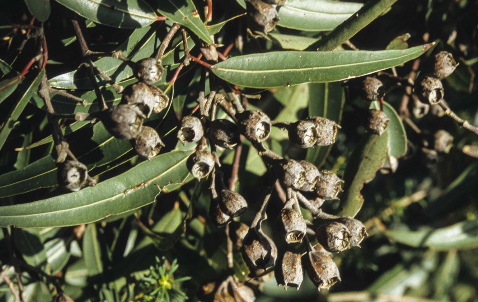 Angophora costata | Australian Plants Society