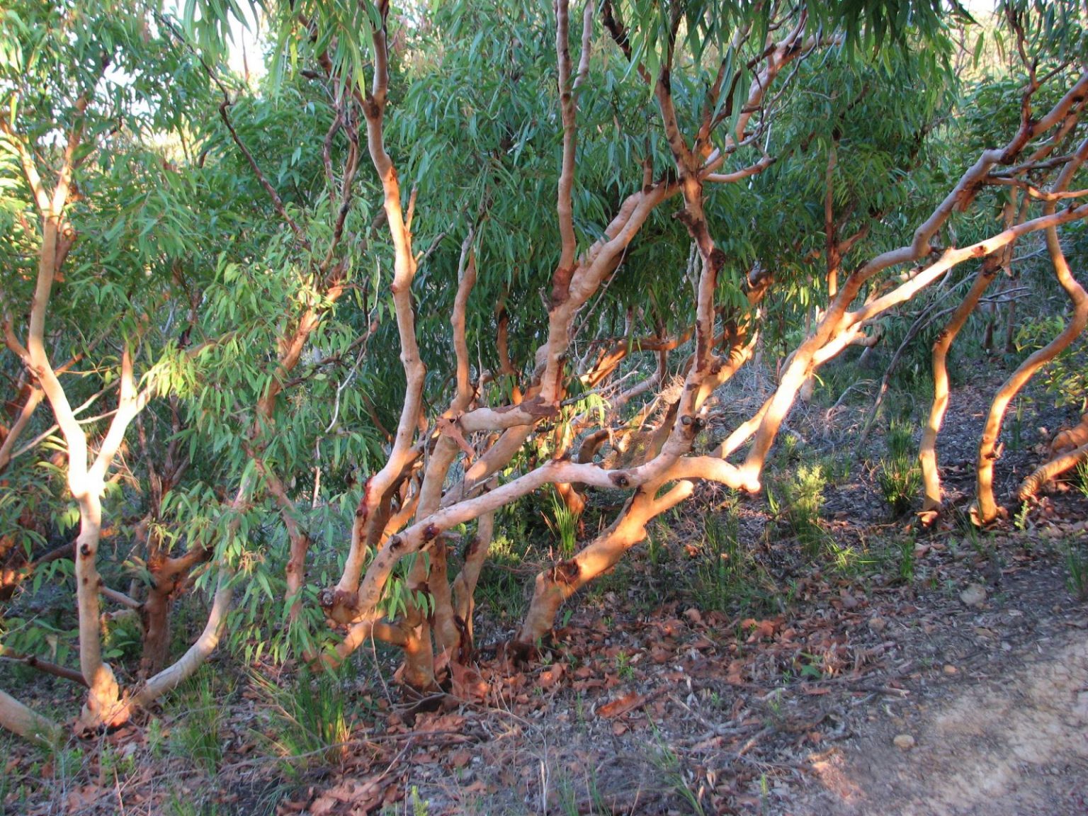 Angophora costata | Australian Plants Society