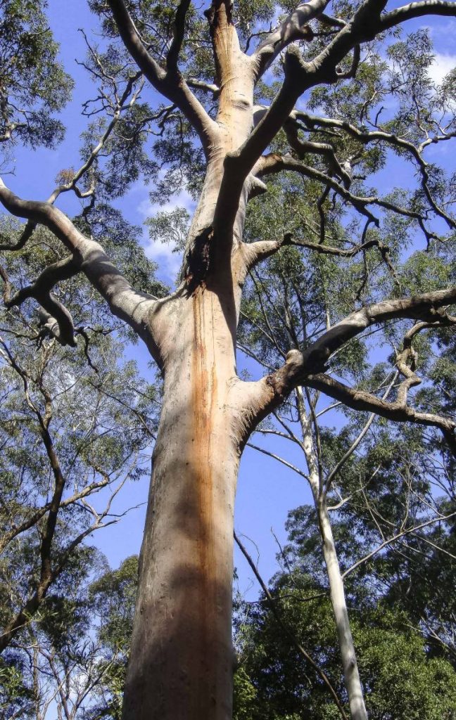 Angophora costata | Australian Plants Society