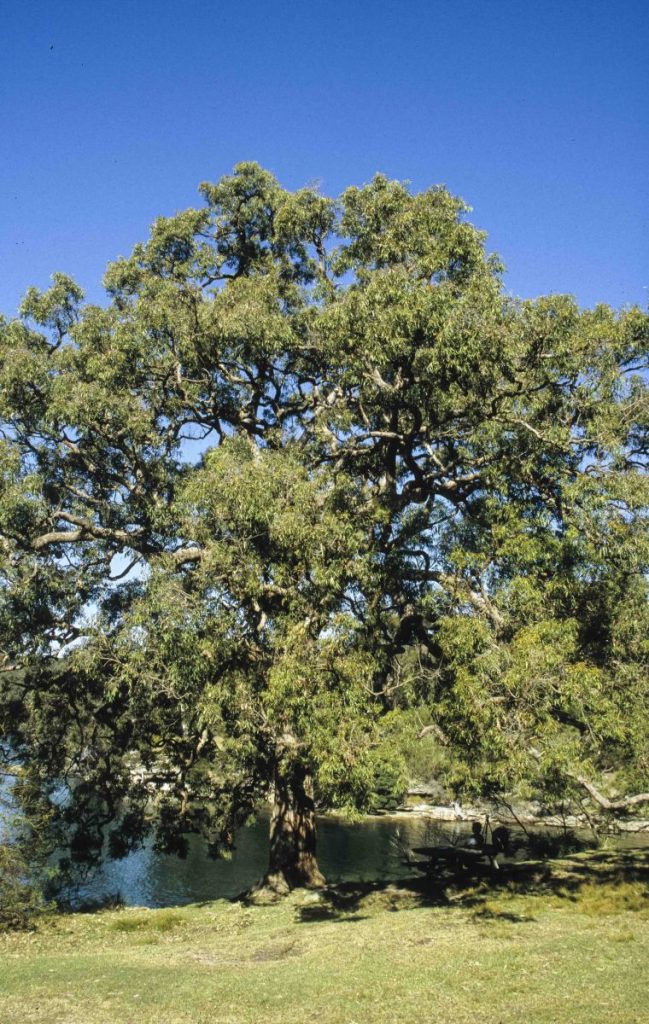 Angophora floribunda | Australian Plants Society