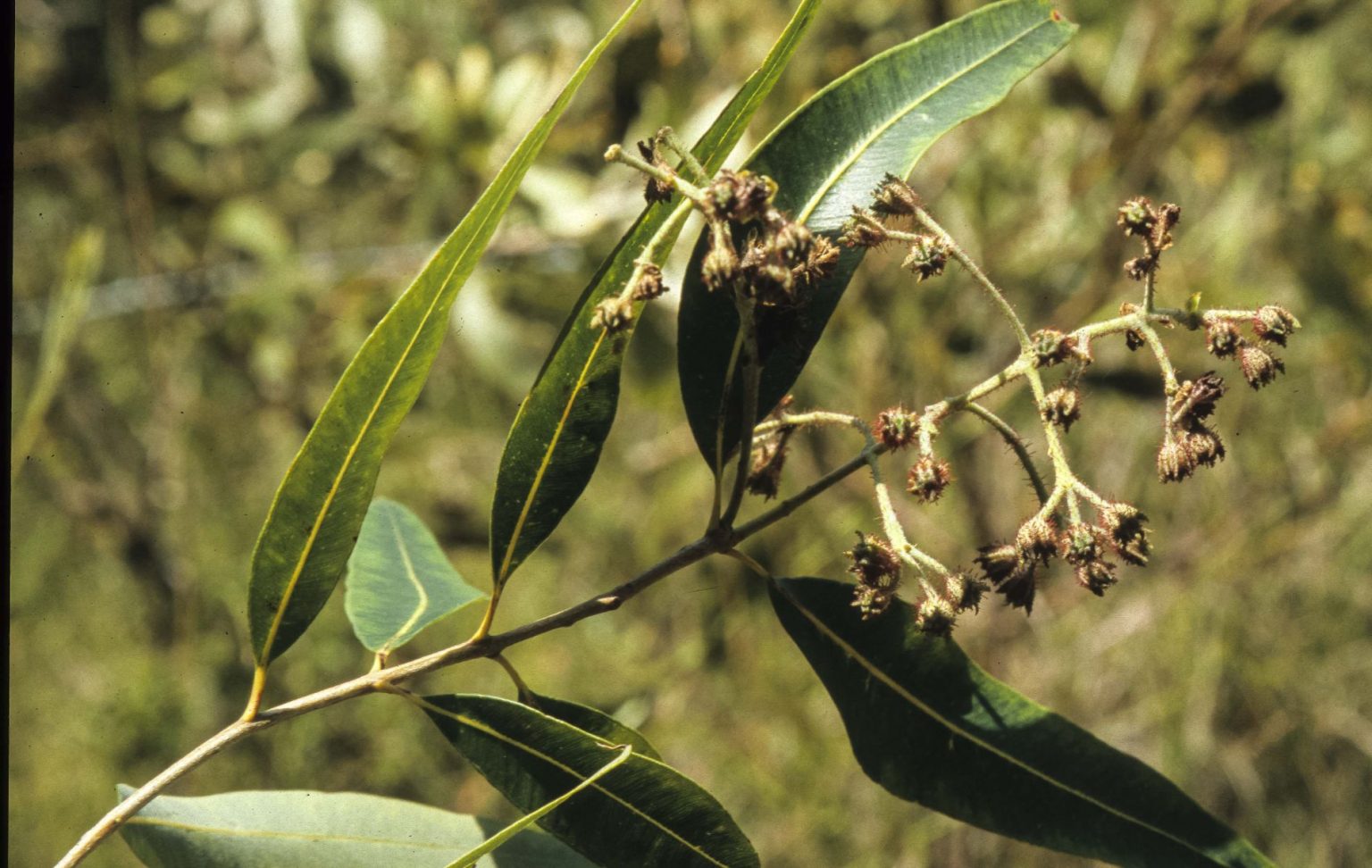 Trees | Australian Plants Society