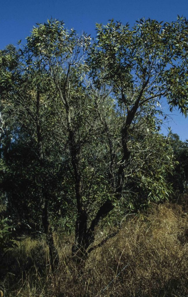 Angophora inopina (tree) | Australian Plants Society