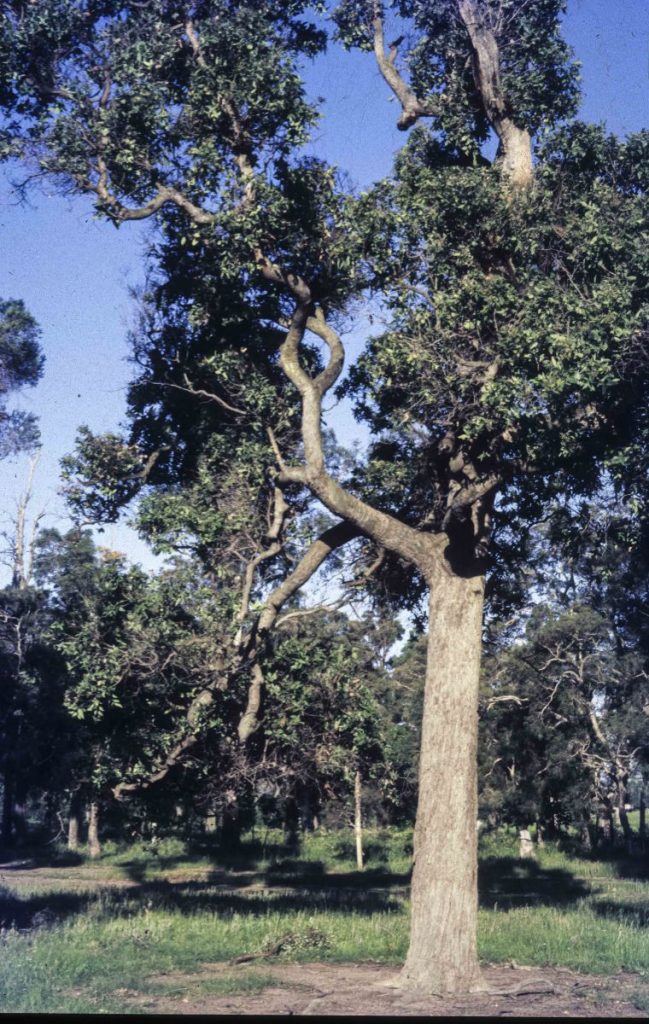 Angophora subvelutina | Australian Plants Society
