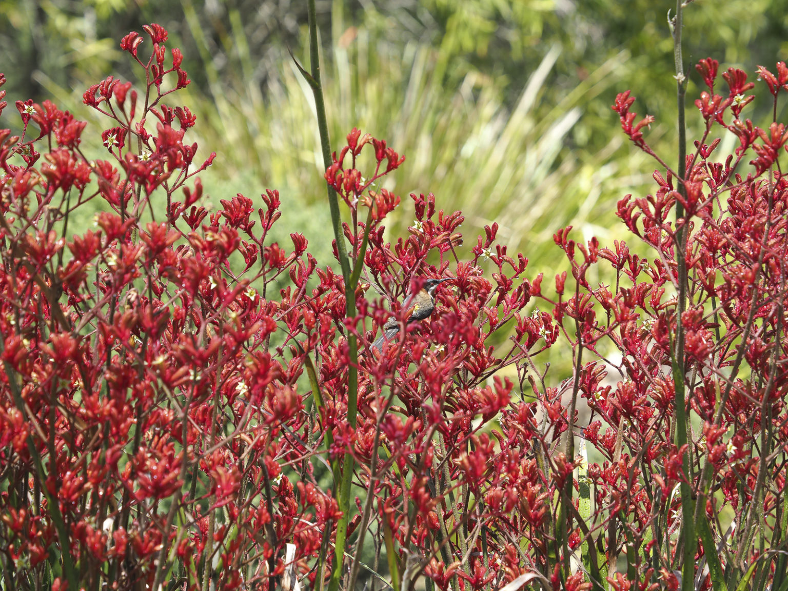 Anigozanthos | Australian Plants Society