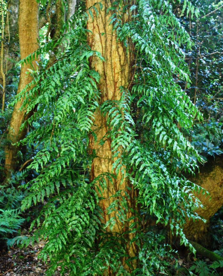 Ferns of the Southern Sydney Basin | Australian Plants Society