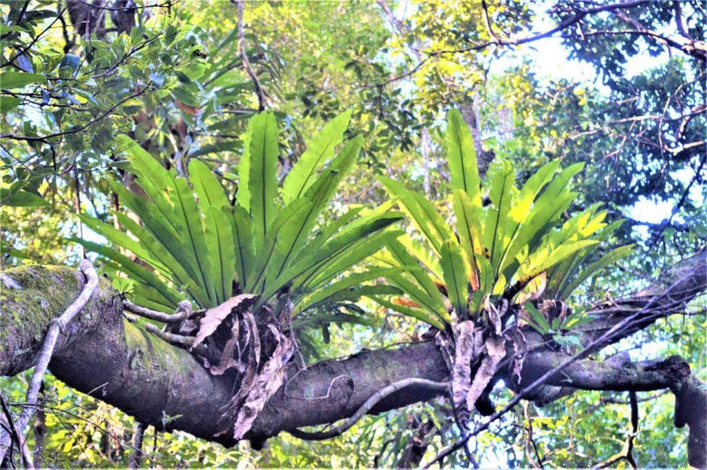 Ferns of the Southern Sydney Basin | Australian Plants Society