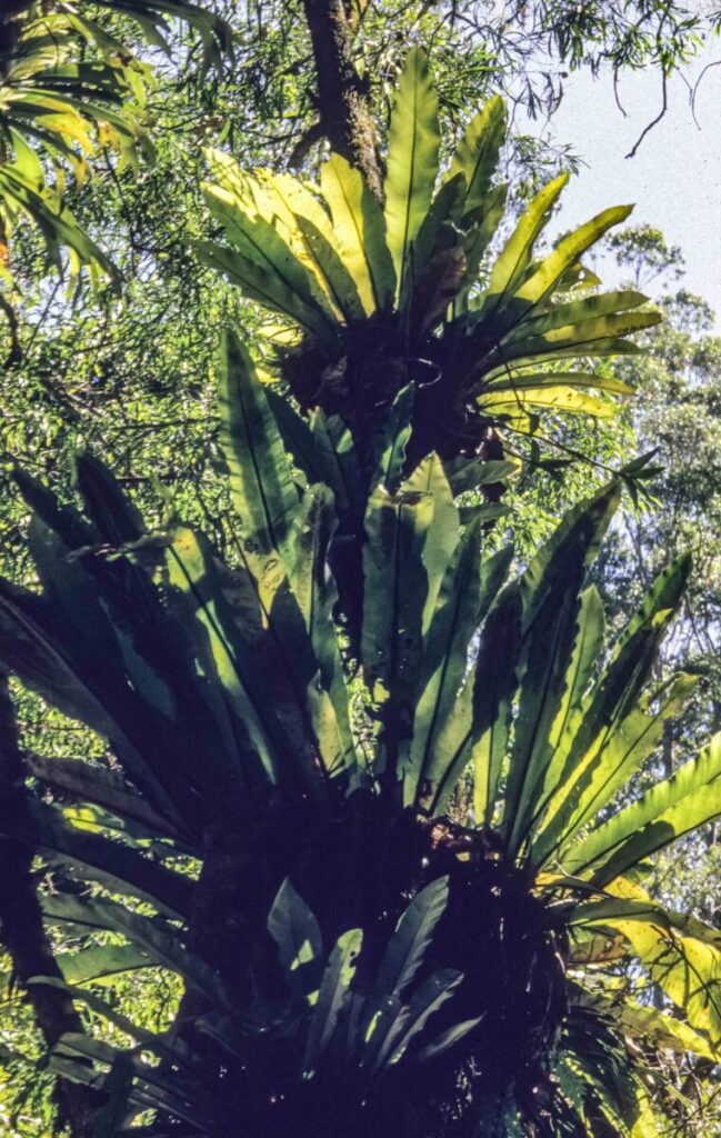 Asplenium australasicum | Australian Plants Society