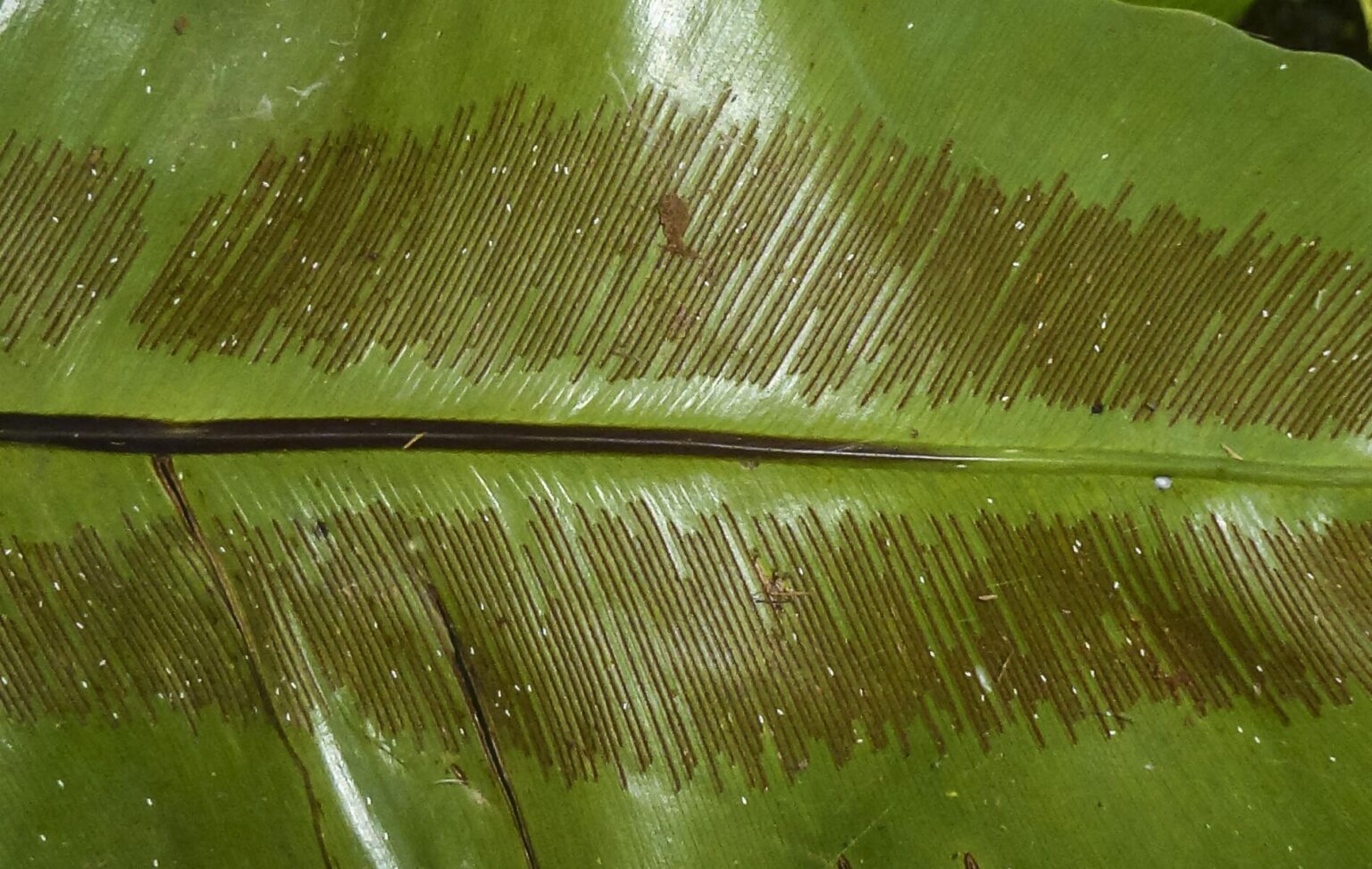 Ferns | Australian Plants Society