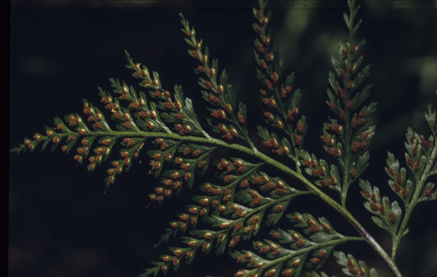 Asplenium gracillimum | Australian Plants Society