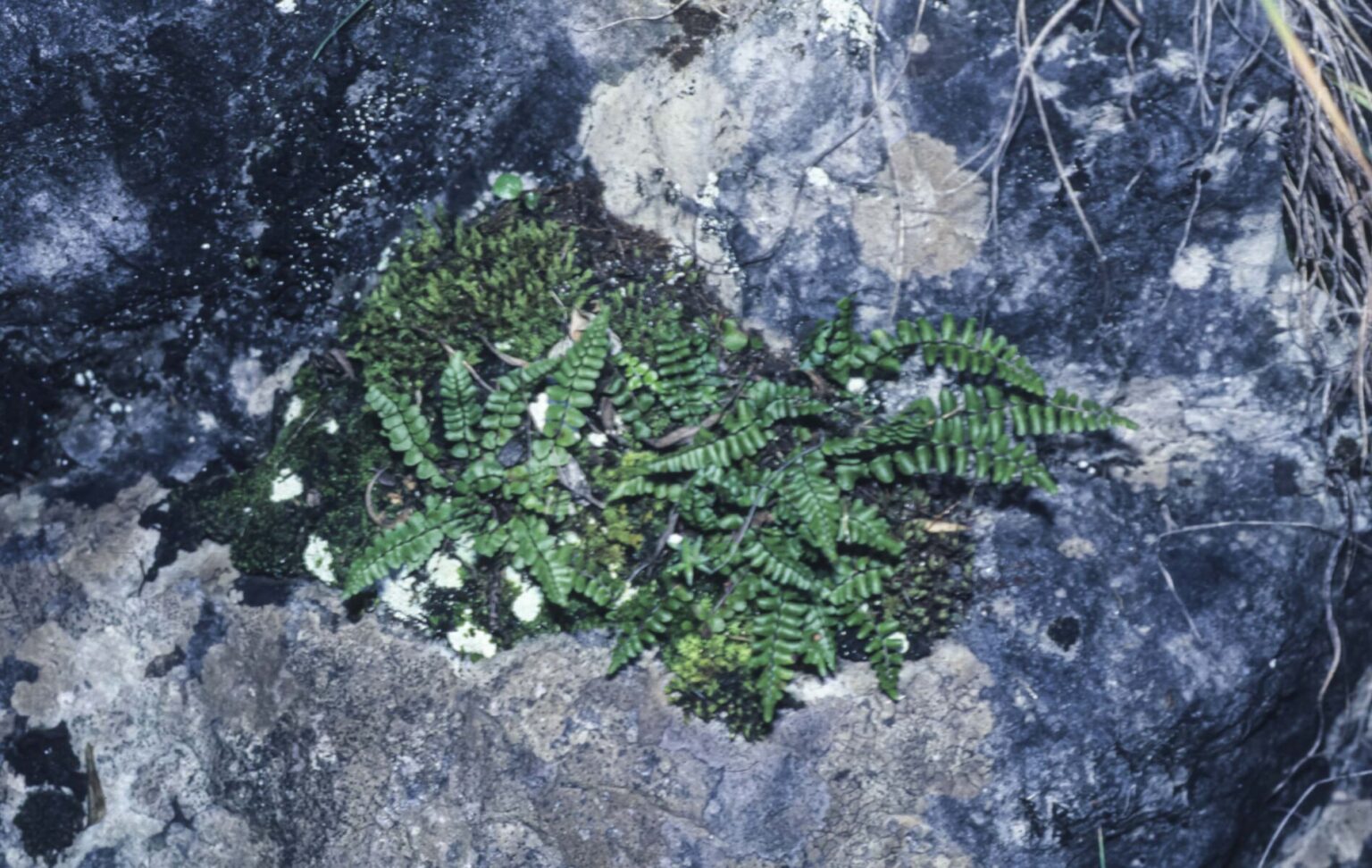 Asplenium trichomanes | Australian Plants Society