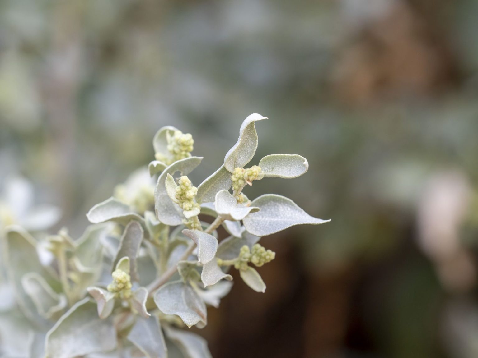 Atriplex nummularia (Old Man Saltbush), Mildura, image Heather Miles 2 ...