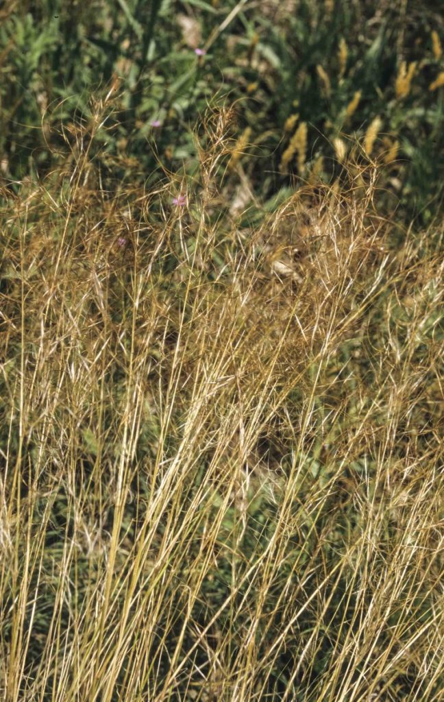 Austrostipa scabra ssp falcata | Australian Plants Society
