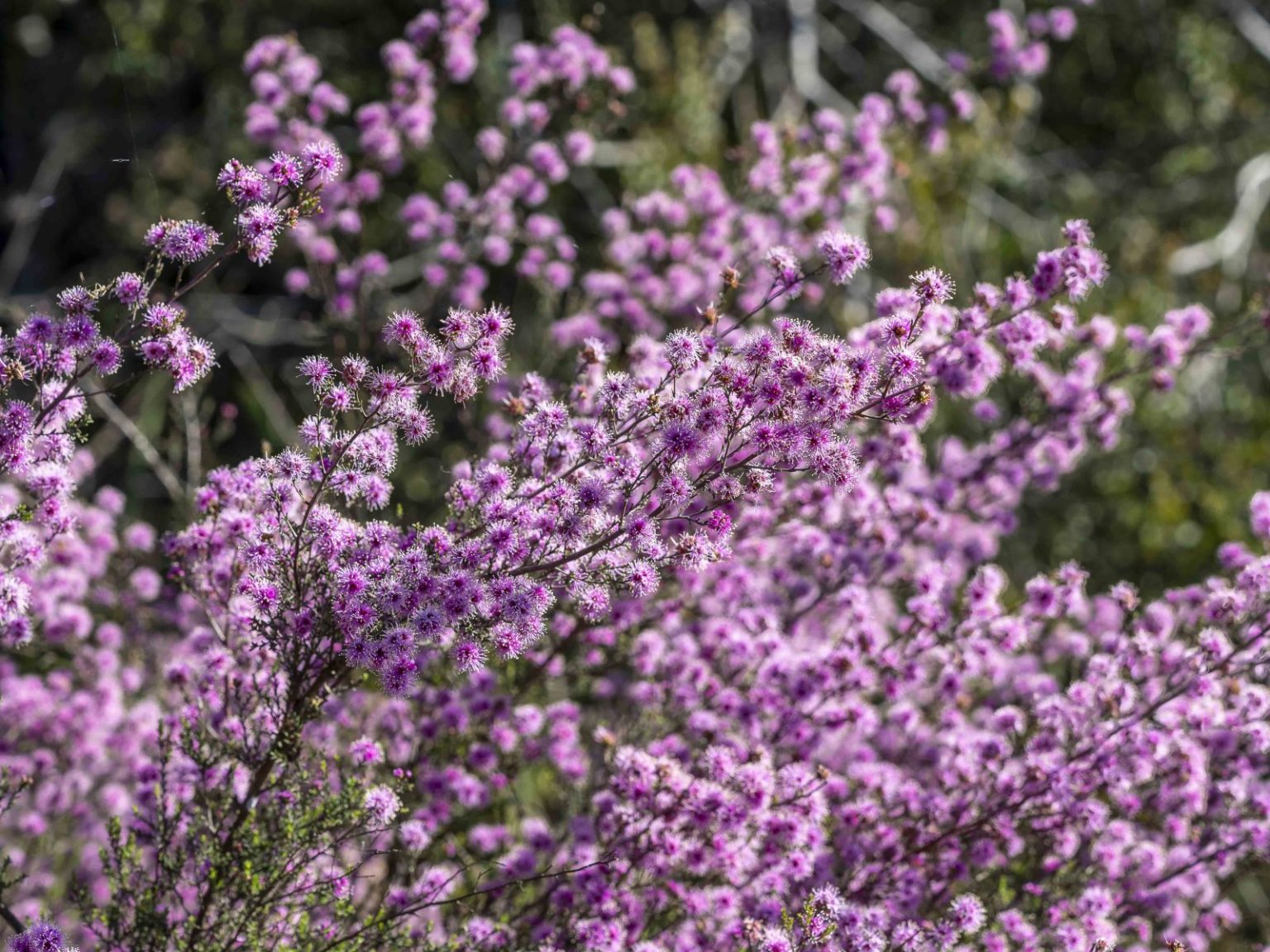 Gardening with native plants | Australian Plants Society
