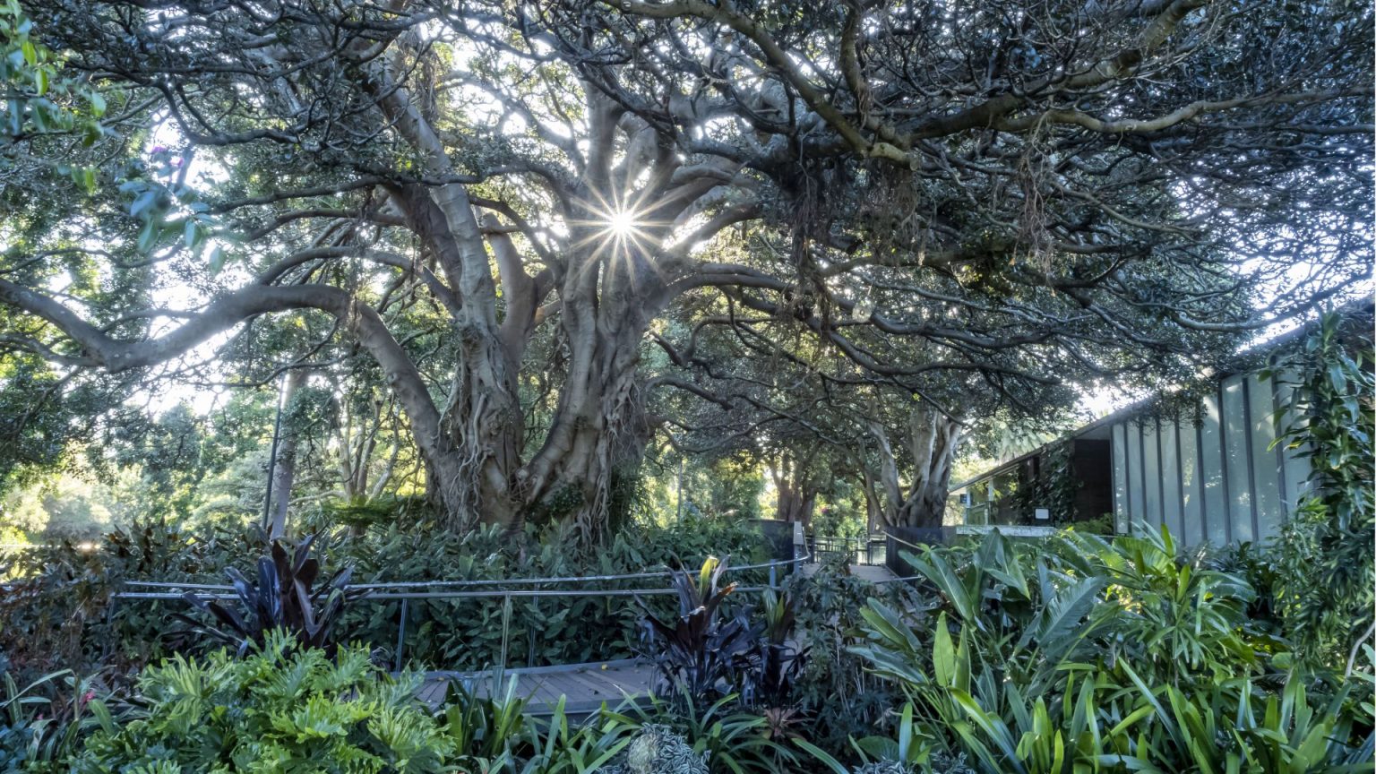 Gardening with native plants | Australian Plants Society