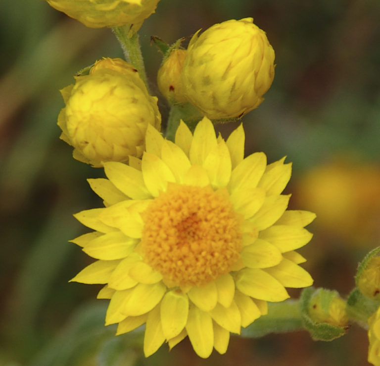 B23 Waitzia acuminata_ | Australian Plants Society