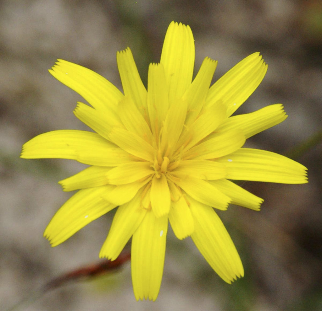 B29 Microseris scapigera | Australian Plants Society