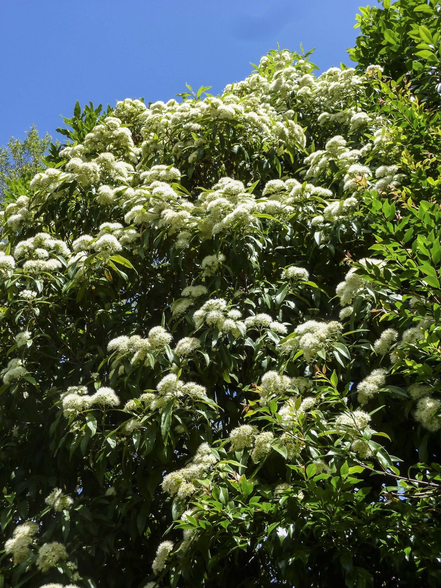 Backhousia citriodora | Australian Plants Society