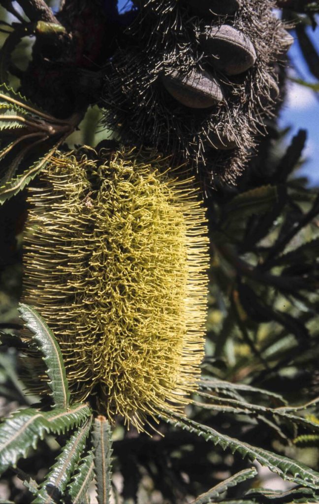 Banksia aemula, image Alan Fairley | Australian Plants Society