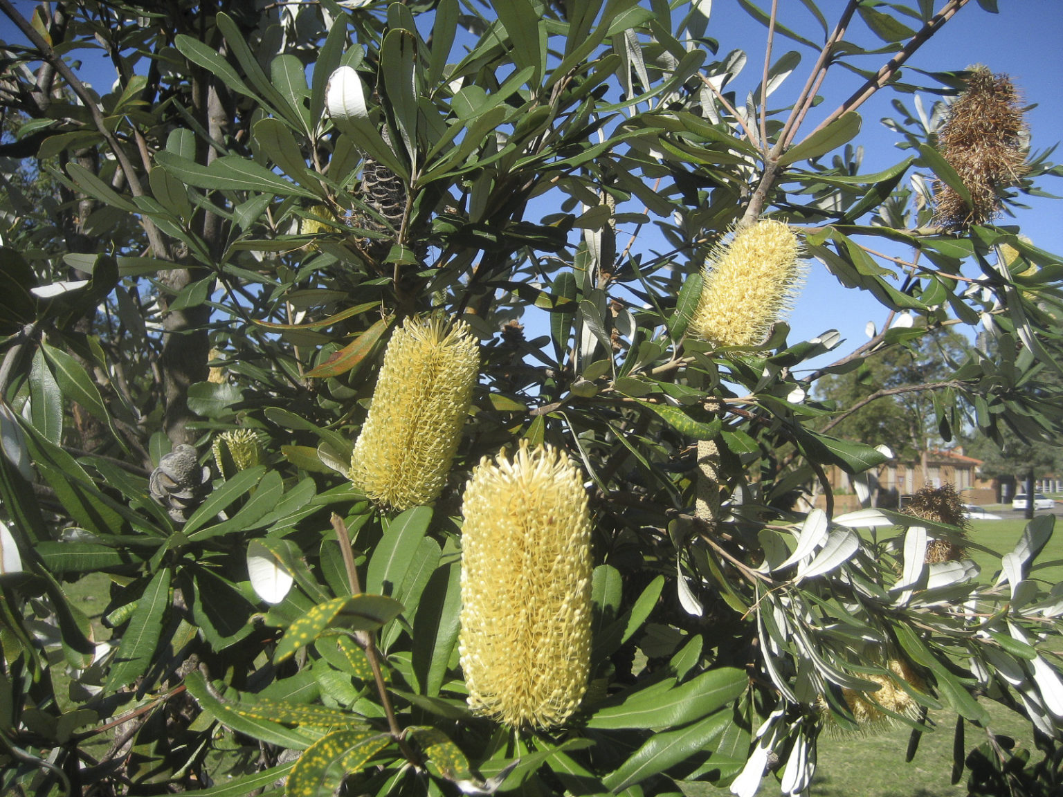 Glorious banksias, perfectly sized for your garden | Australian Plants ...