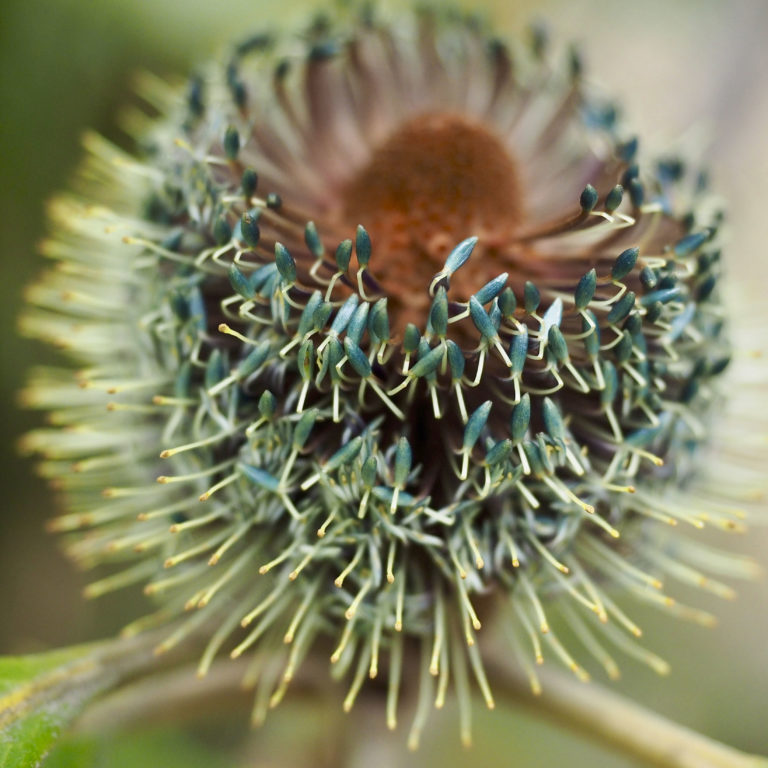 Banksia robur | Australian Plants Society