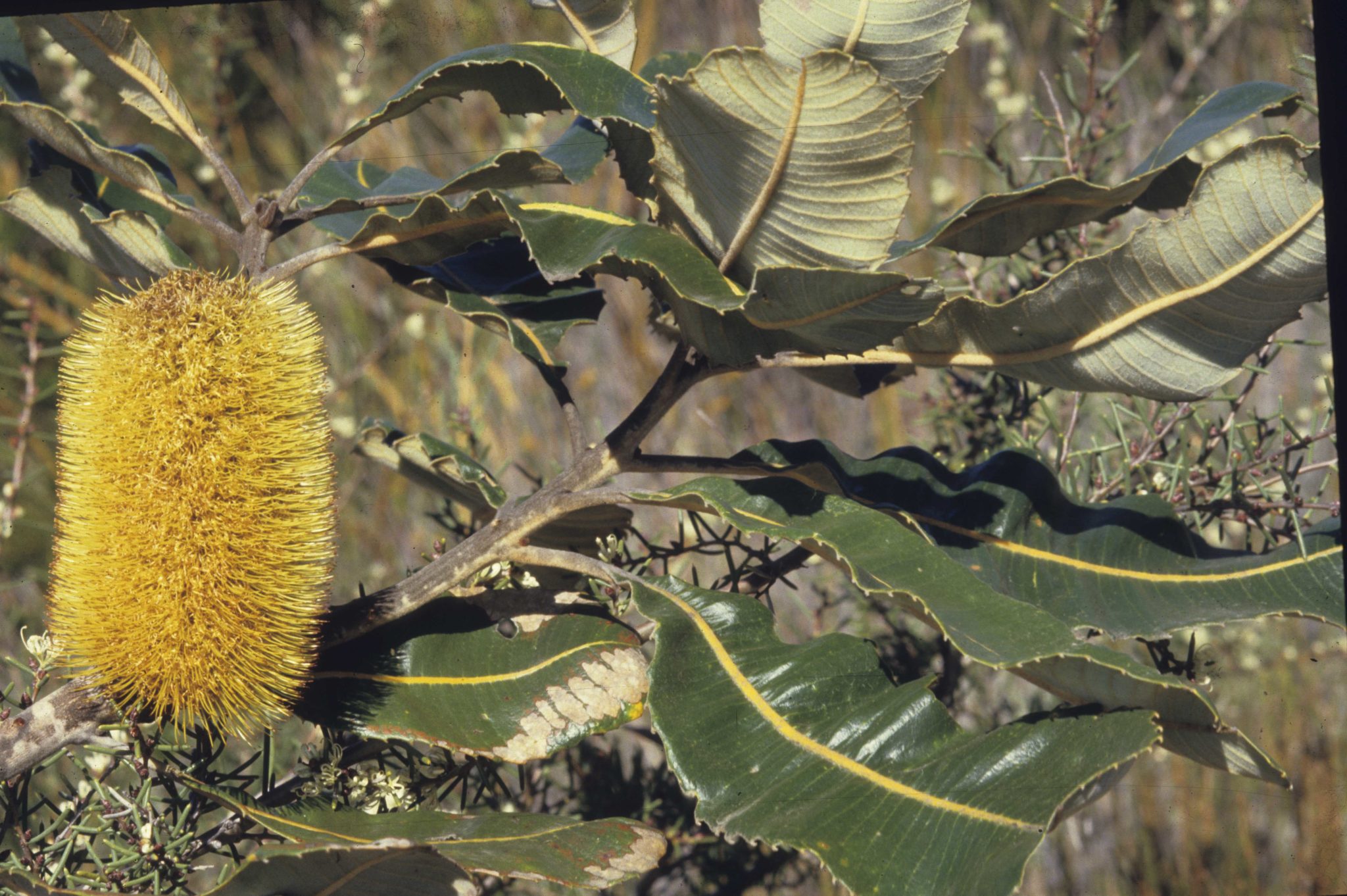 Banksia robur | Australian Plants Society