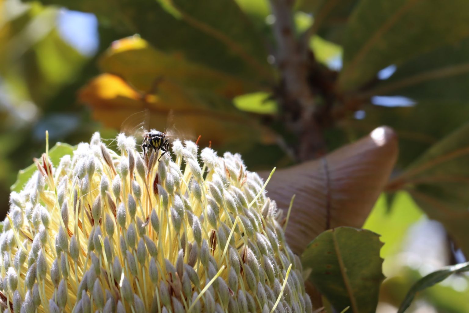 Insects that thrive on our native plants | Australian Plants Society