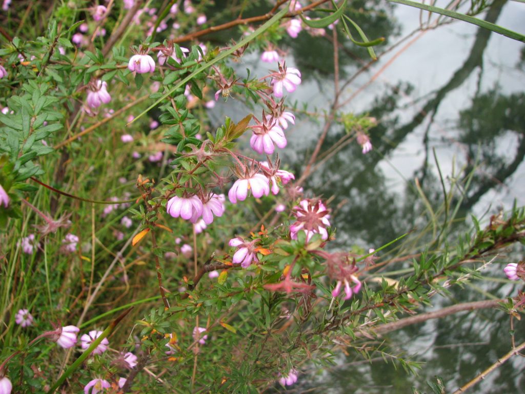 Bauera rubioides | Australian Plants Society
