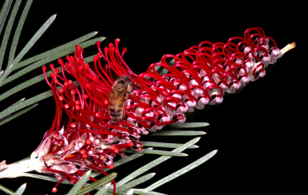 Bee on Grevillea nivea, image Kevin Stokes | Australian Plants Society
