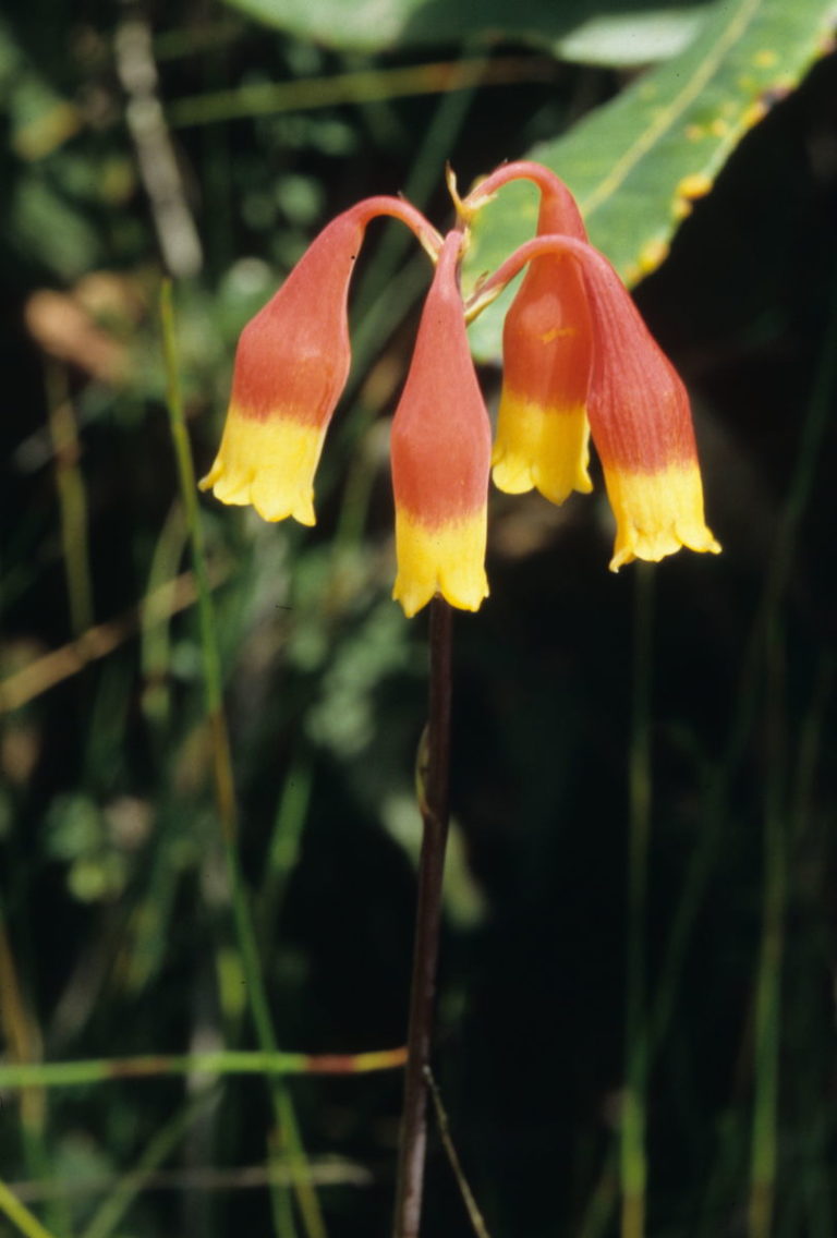 Grasses and clumping plants | Australian Plants Society