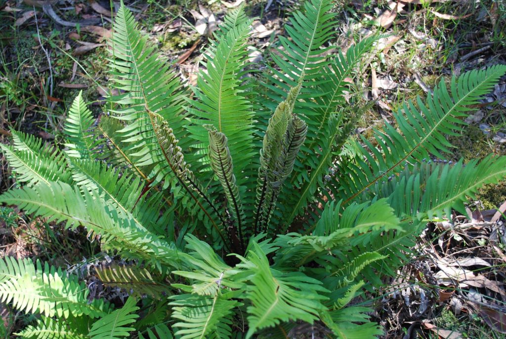 Ferns of the Southern Sydney Basin | Australian Plants Society