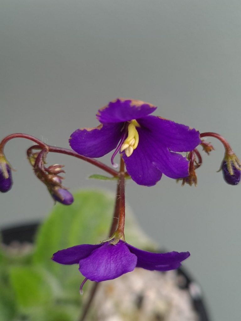 Boea hygroscopica, commonly known as Rock Violet | Australian Plants ...