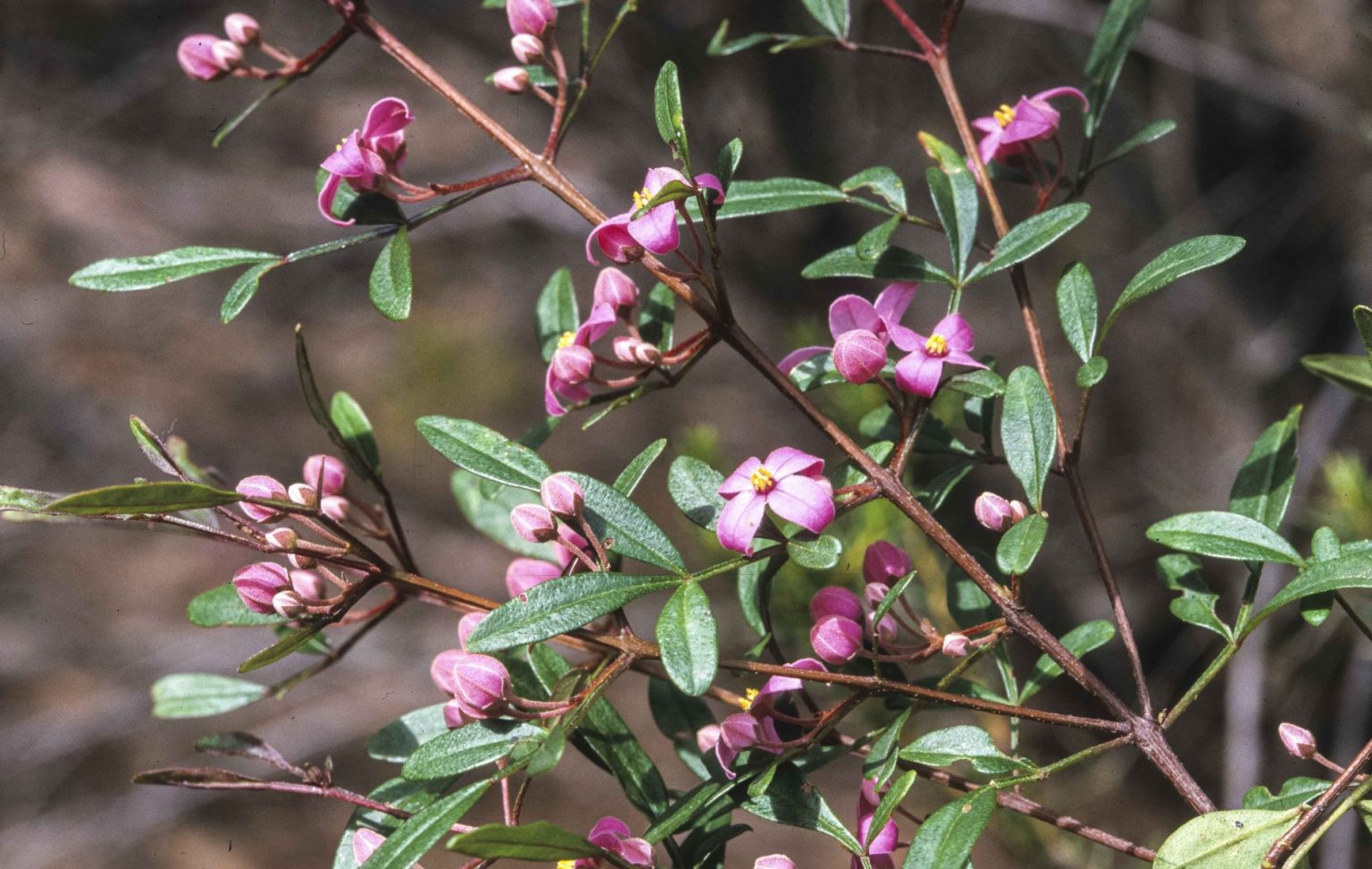 Boronia fraseri | Australian Plants Society