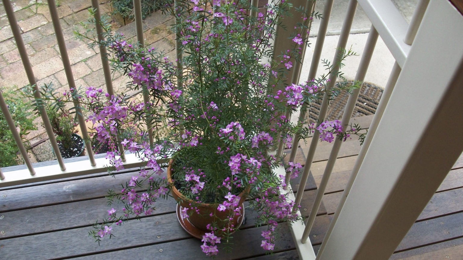 Australian native plants for pots, courtyards and small gardens ...